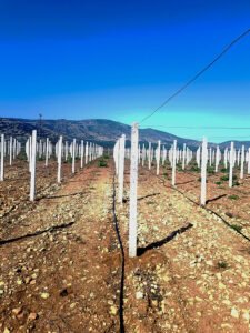 ΤΣΙΜΕΝΤΟΠΑΣΣΑΛΟΙ ΠΑΛΜΕΤΑΣ - ΣΙΑΦΑΡΙΚΑΣ ΒΙΟΠΡΟΤ